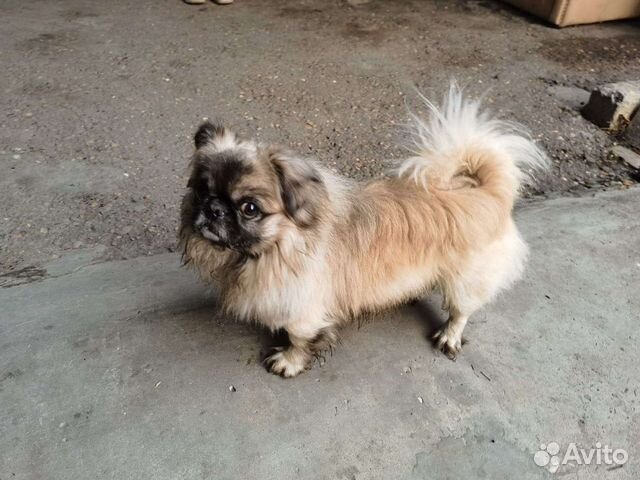 Отдам в хорошие руки Пекинеса