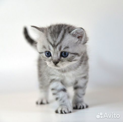 Британские котята
