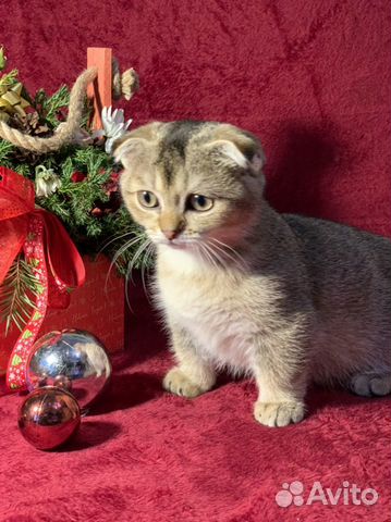 Котята манчкин