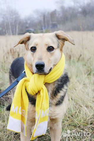 Собака хочет домой