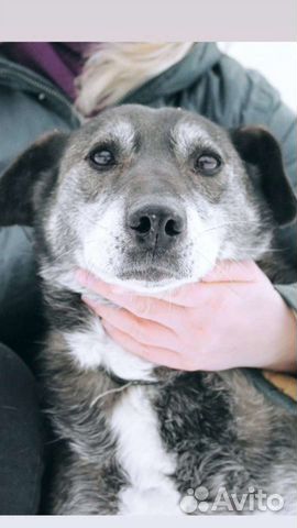 Собака в добрые руки