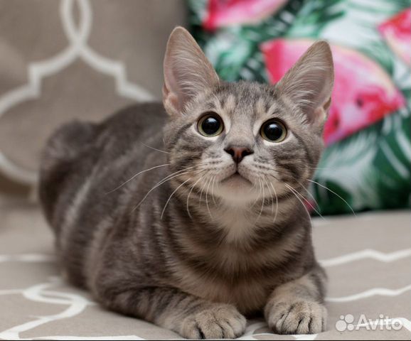 Классный котенок Микки 4 месяца в добрые руки