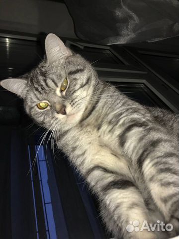 Кошка, зовут мия, очень ласкавая девочка, отдаем