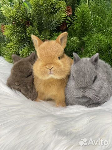 Крольчата кукольной внешности