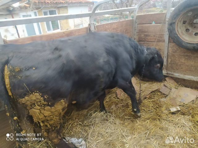 Продам быков