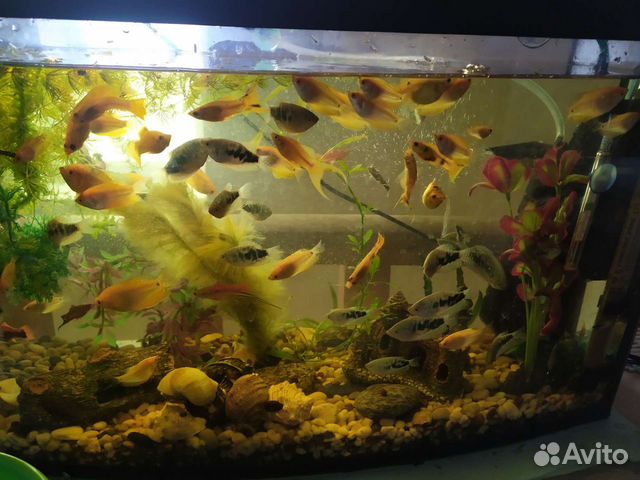 Гурами, Меченосцы, Молинезии