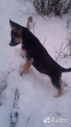 Щенки Хаски отец дворняга. В добрые руки, бесплатн