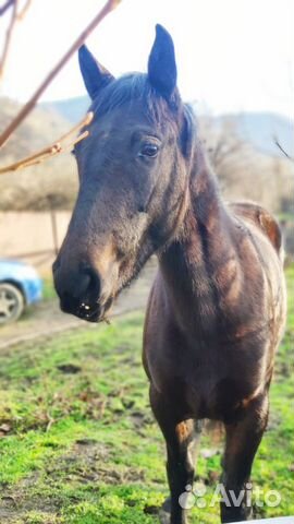 Продам кабылку