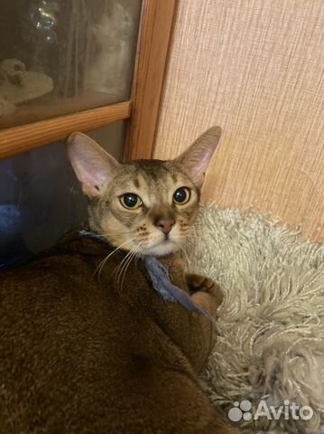 Абиссинский котик
