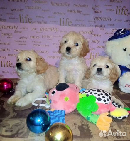 Девочка кокопу