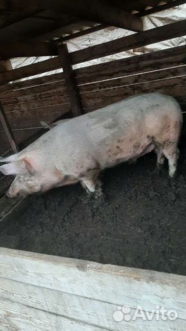 Продам хряка