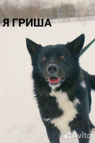 Плюшевый медведь Гриша в добрые руки