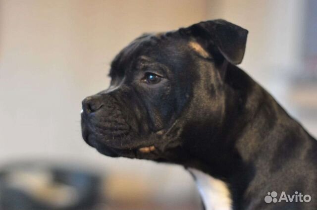 Перспективный мальчик стаффи