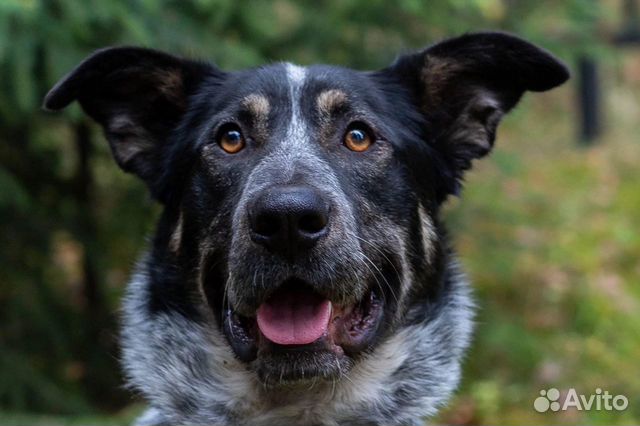 Собака Рэм в добрые руки