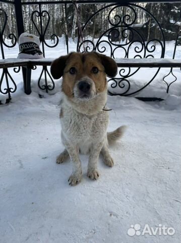 Короткоолапый щенок в добрые руки