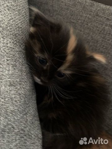 Отдаём двух замечательных котят