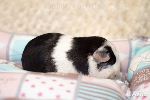 Морская свинка крестед сорока