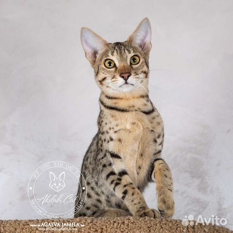 Саванна Ф5 выведен из разведения