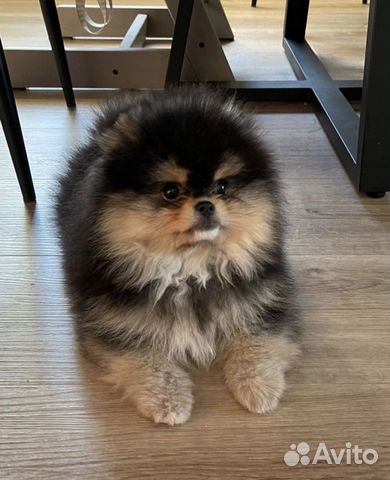 Шикарный мальчишка