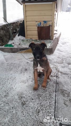 Щенок бесплатно в добрые руки