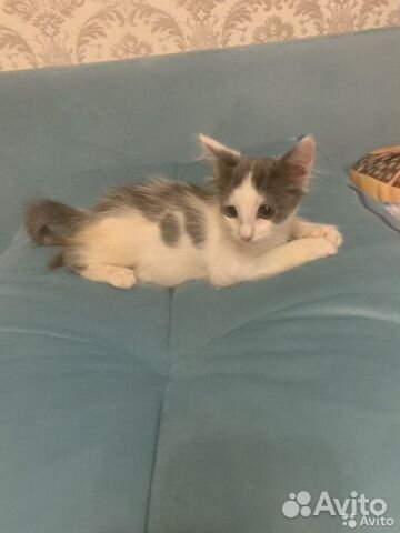 Котенок девочка в добрые руки