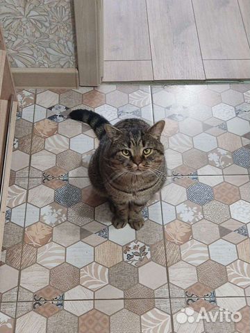 Чистокровный британский кот на вязку