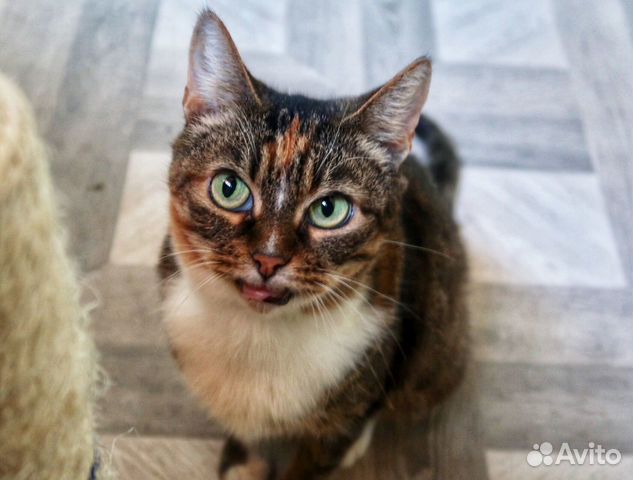 Лакомка в добрые руки