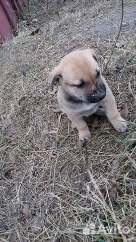 Щенки в добрые руки