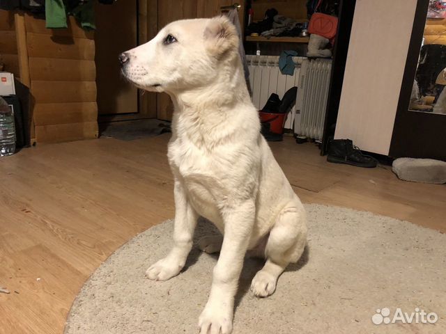 Щенки сао алабай