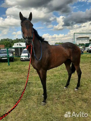 2 скаковые кобылы