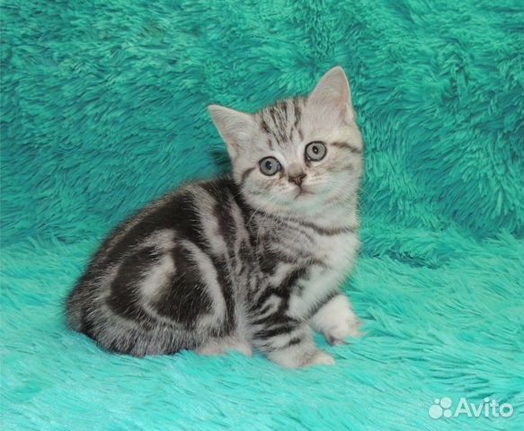 Британские котята