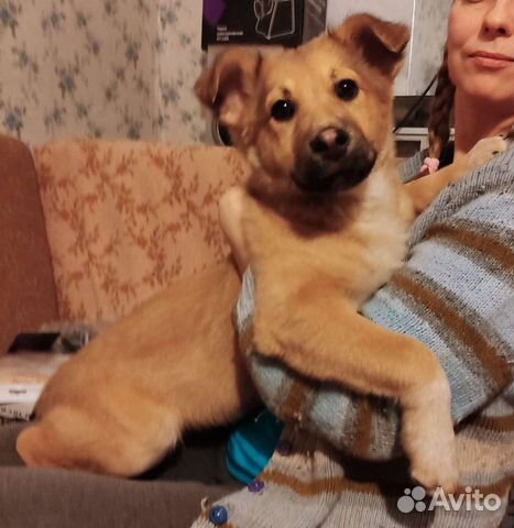 Прелестный щеночек (мальчик) - в добрые руки