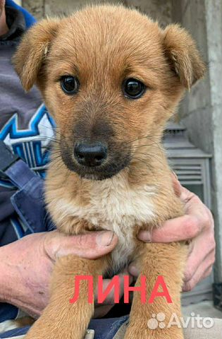 Щеночки плюшевые