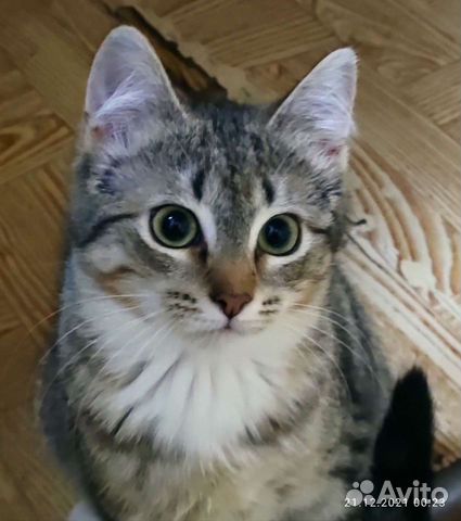 Котенок девочка бесплатно