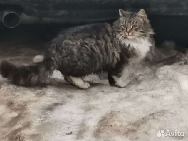 Кошка кот потерялся найден