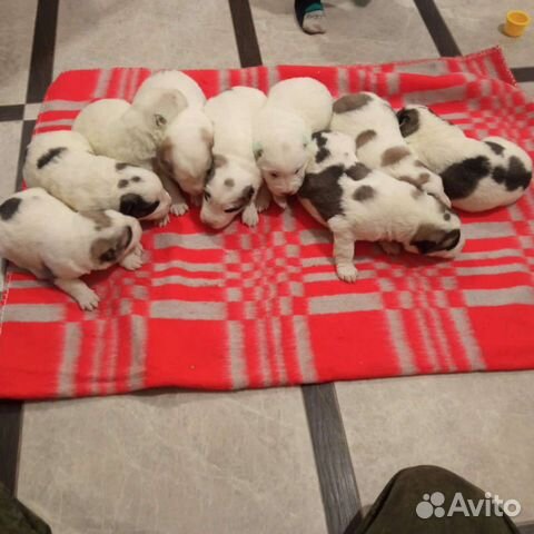 Щенки сао алабай