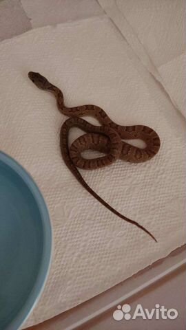 Змея, техасский полоз