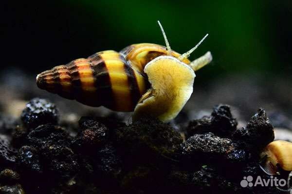 Улитка хелена (Clea helena)