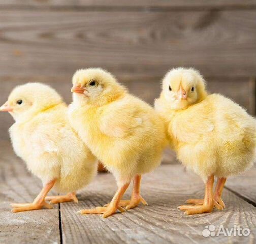 Цыпленок бройлера