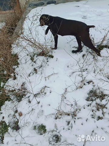 Щенок Курцхар