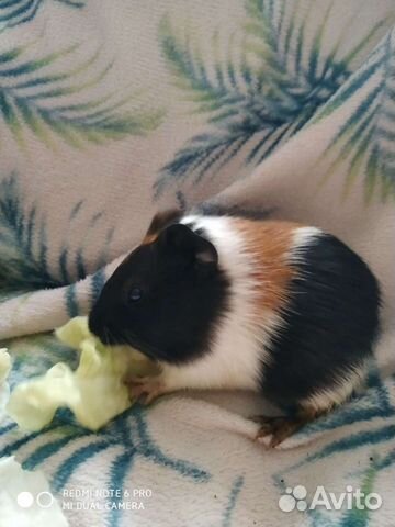 Морская свинка(самка, самец)