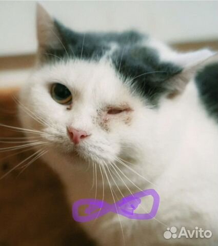 Особенная кошечка ищет дом