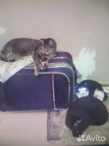 Кот Наполеон 2года из приюта ищет хозяина