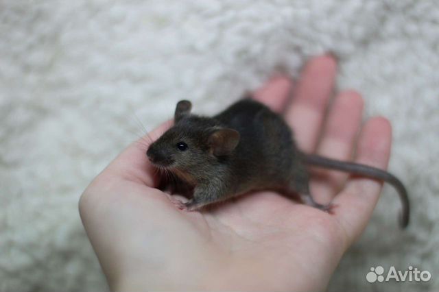 Декоративные и сатиновые мыши