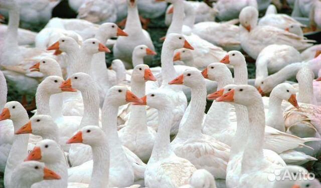 Гуси Линда, Утки Фаворит