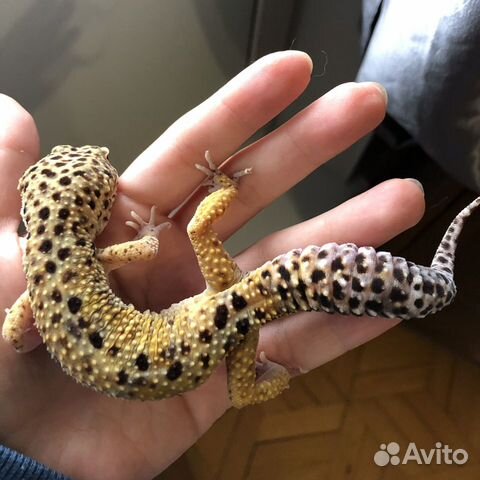 Эублефар с террариумом и кормом