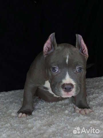 Ам.булли покет мальчик