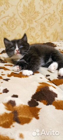 Котик 2 месяца, в добрые руки. Мать шотландка, оте