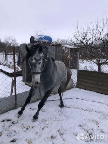 Кабардинский жеребец