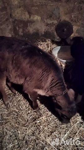 Продам бычка и тёлочку